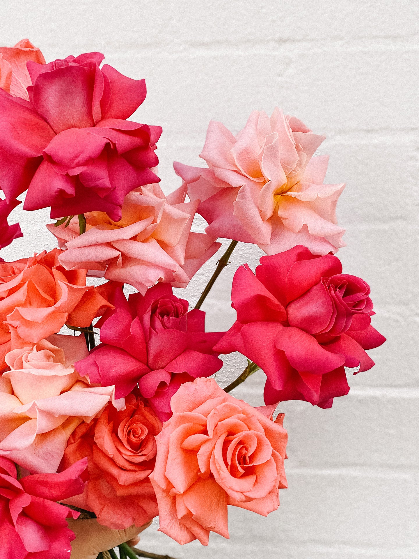 Blushing Roses | Roses Delivered | Hello Blooms Melbourne