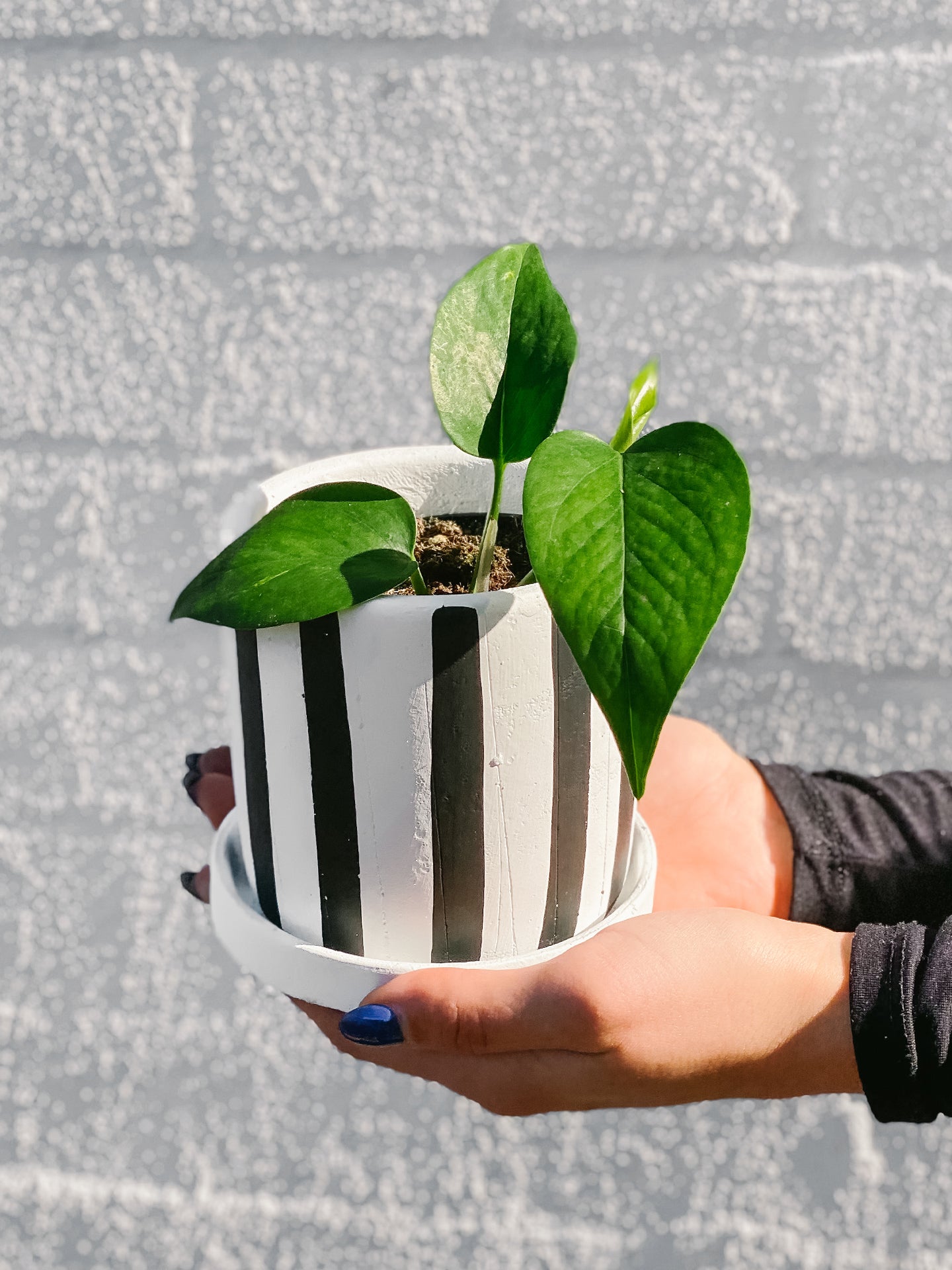 Devil's Ivy & Pot | Plants Delivered | Hello Blooms Melbourne
