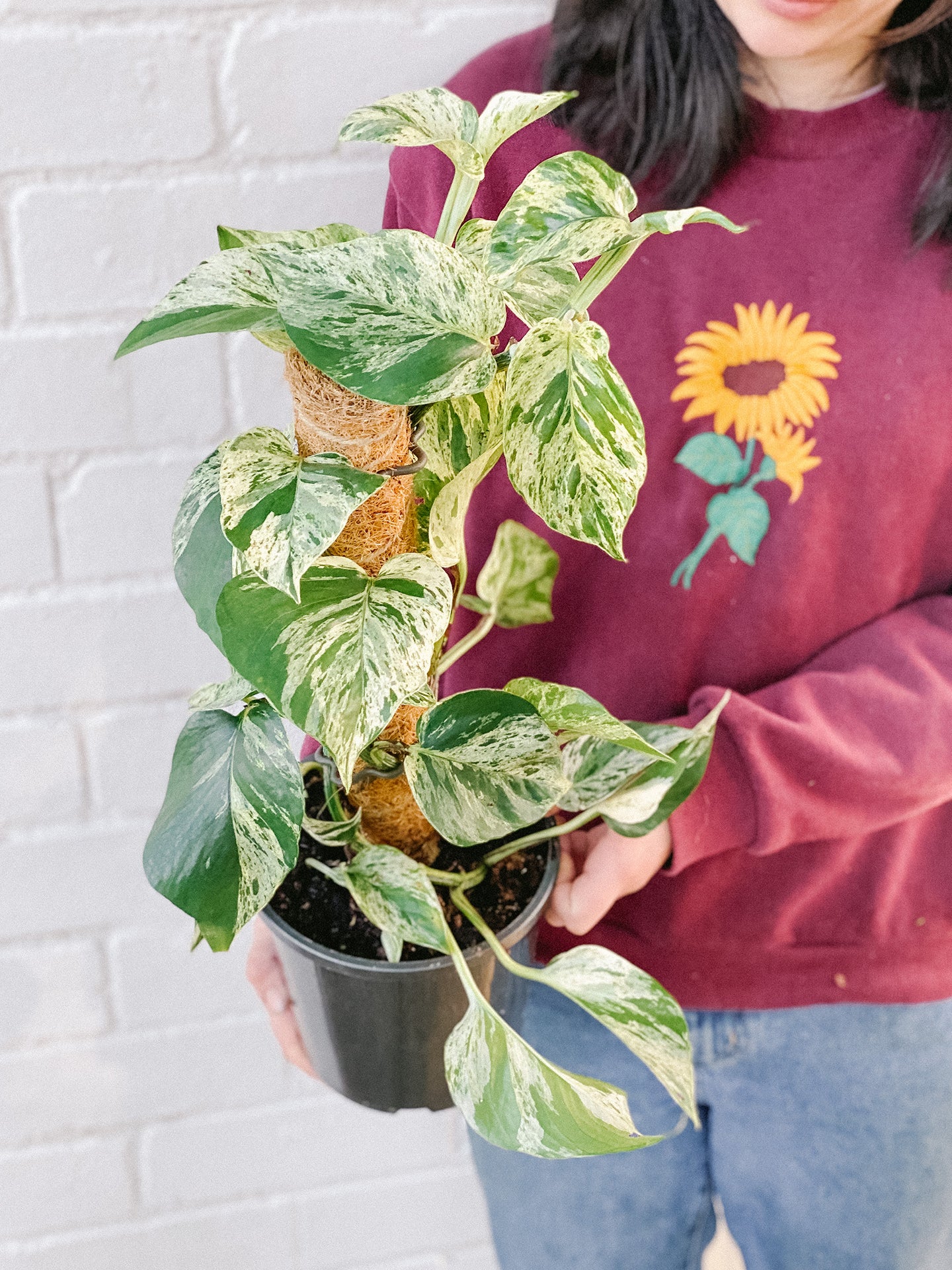 Marble Queen 170mm Plant Delivered Melbourne | Hello Blooms