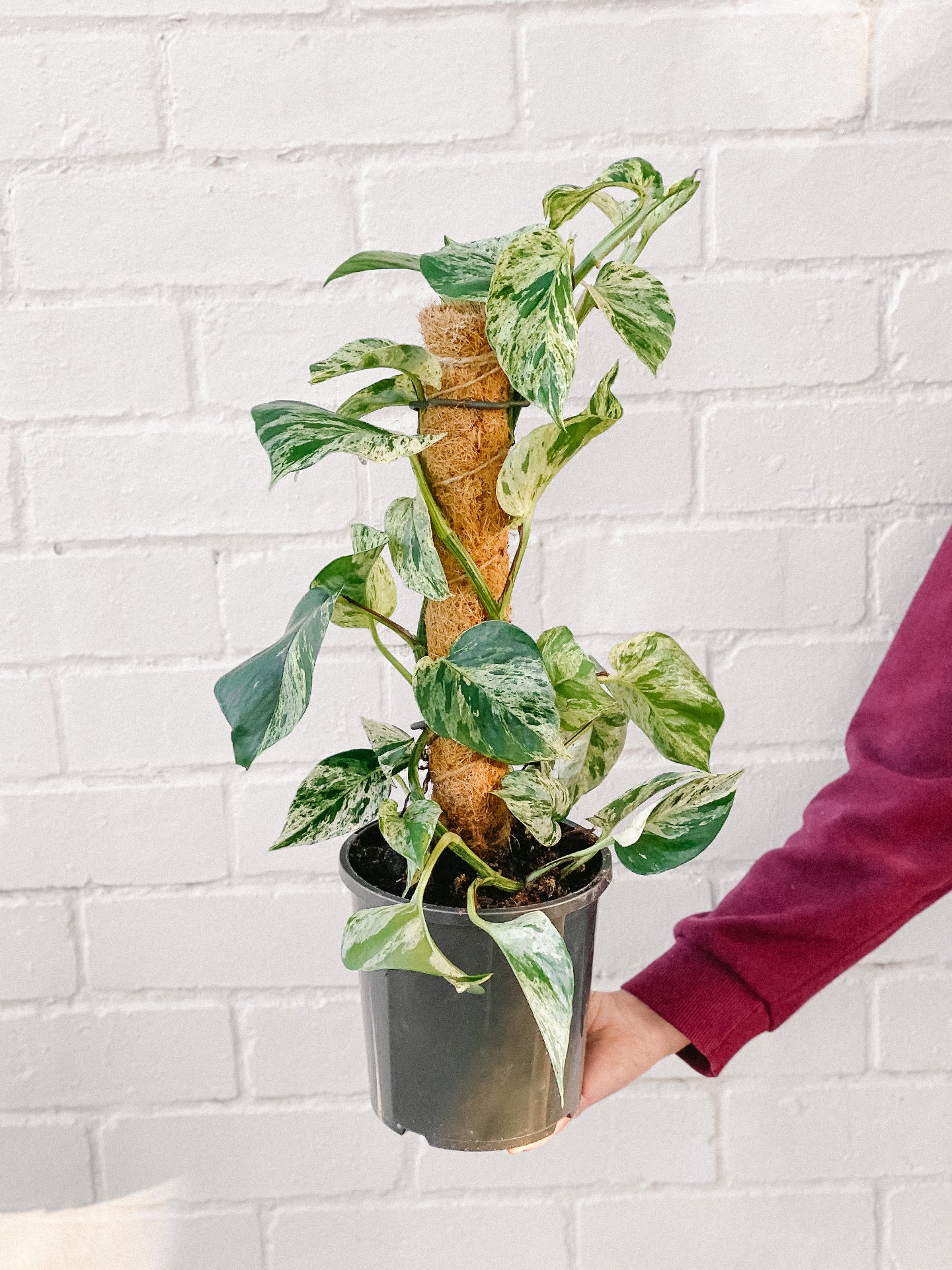 Marble Queen 170mm Plant Delivered Melbourne | Hello Blooms