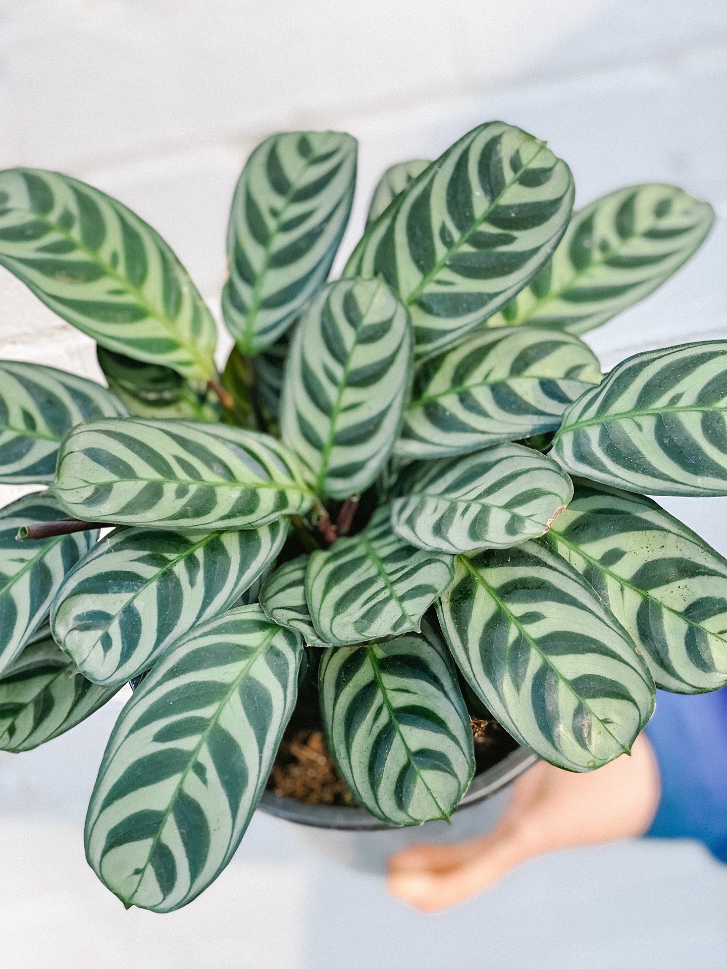 Plant: Prayer Plant 170mm | Plants Delivered | Hello Blooms Melbourne