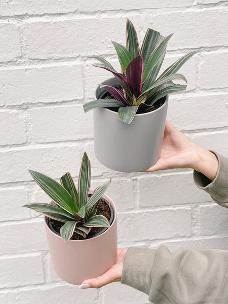 Plant: Rhoeo Spathacea 120mm & Pot | Plants Delivered | Hello Blooms