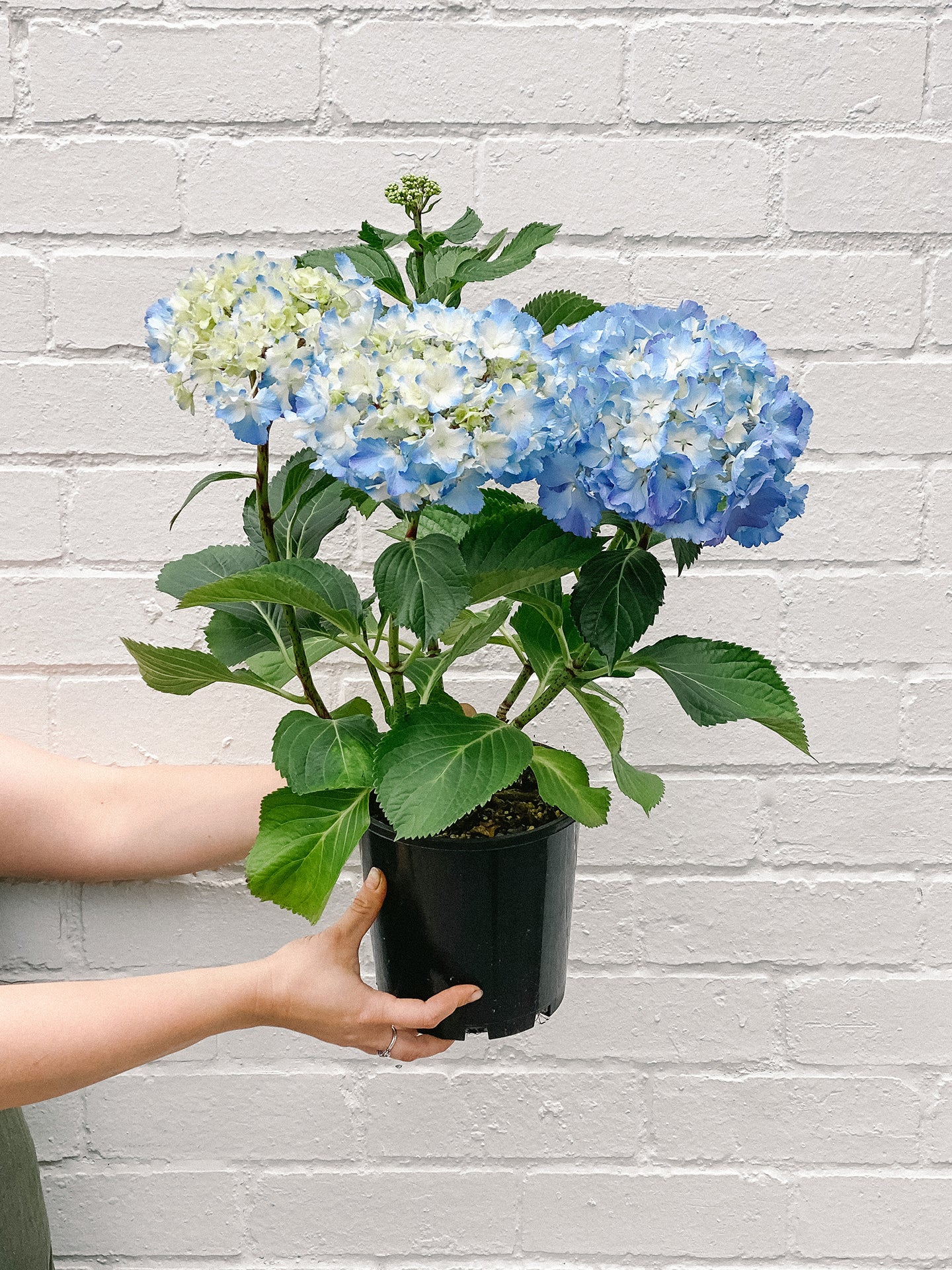 Plant: Potted Hydrangea 200mm | Plants Delivered | Hello Blooms Melbourne