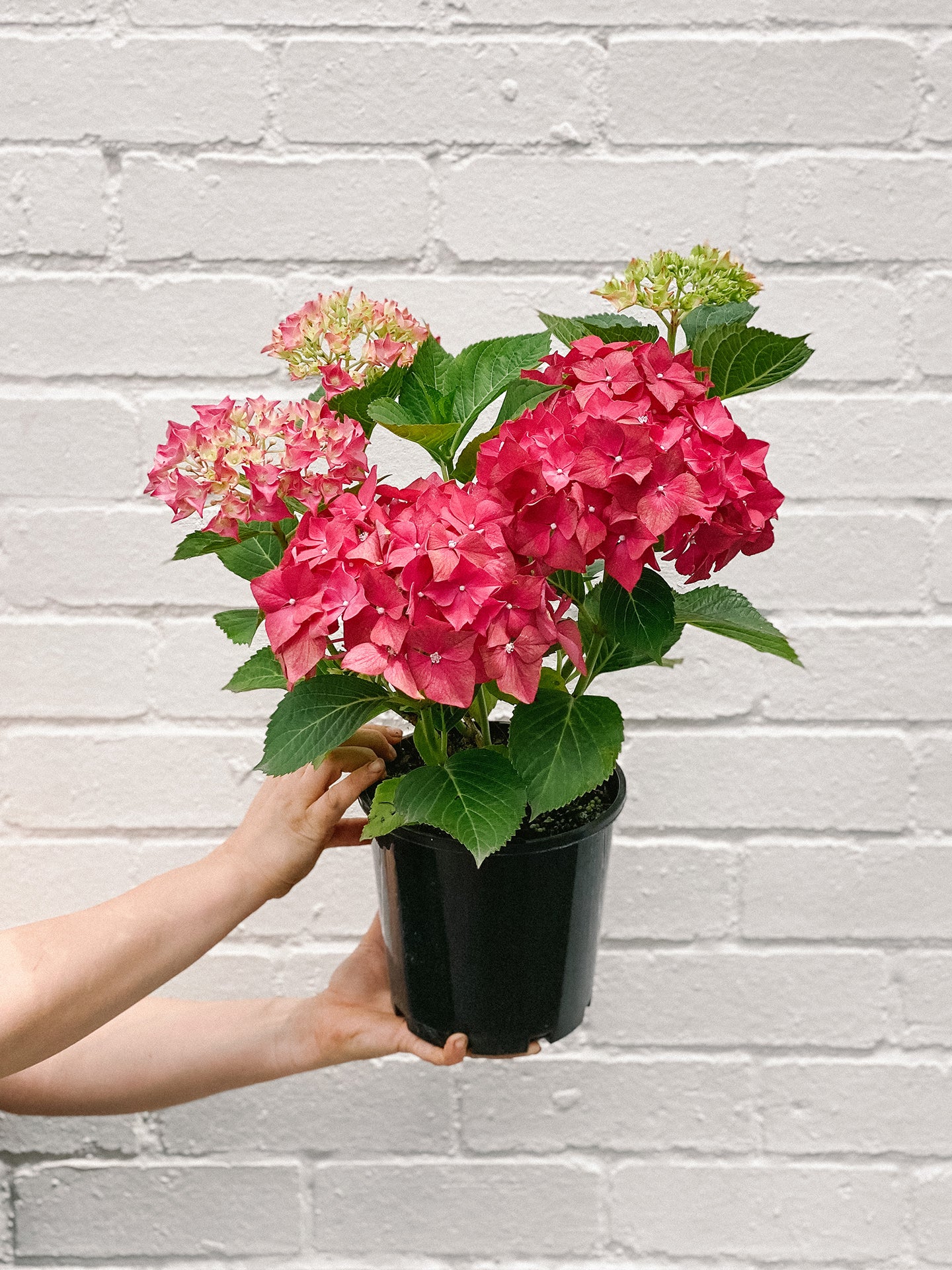 Plant: Potted Hydrangea 200mm | Plants Delivered | Hello Blooms Melbourne