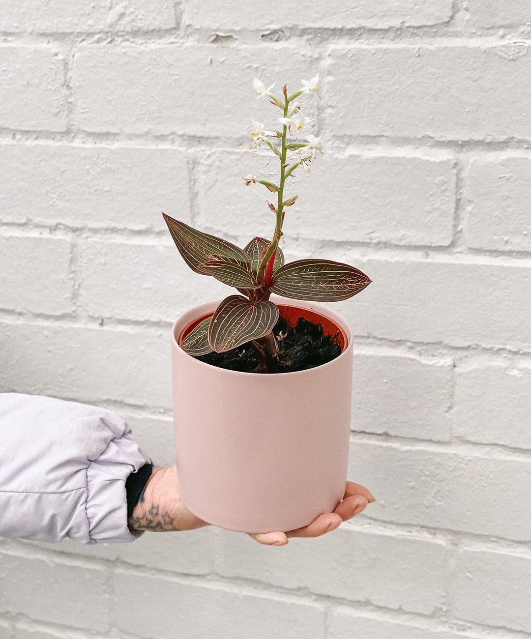 Plant: Jewel Orchid 120mm & Pot | Plants Delivered | Hello Blooms Melbourne