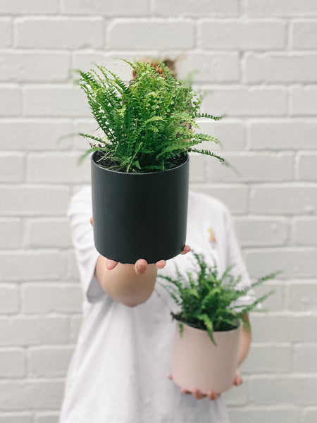 Lemon Button Fern 120mm Plant Delivered Melbourne | Hello Blooms