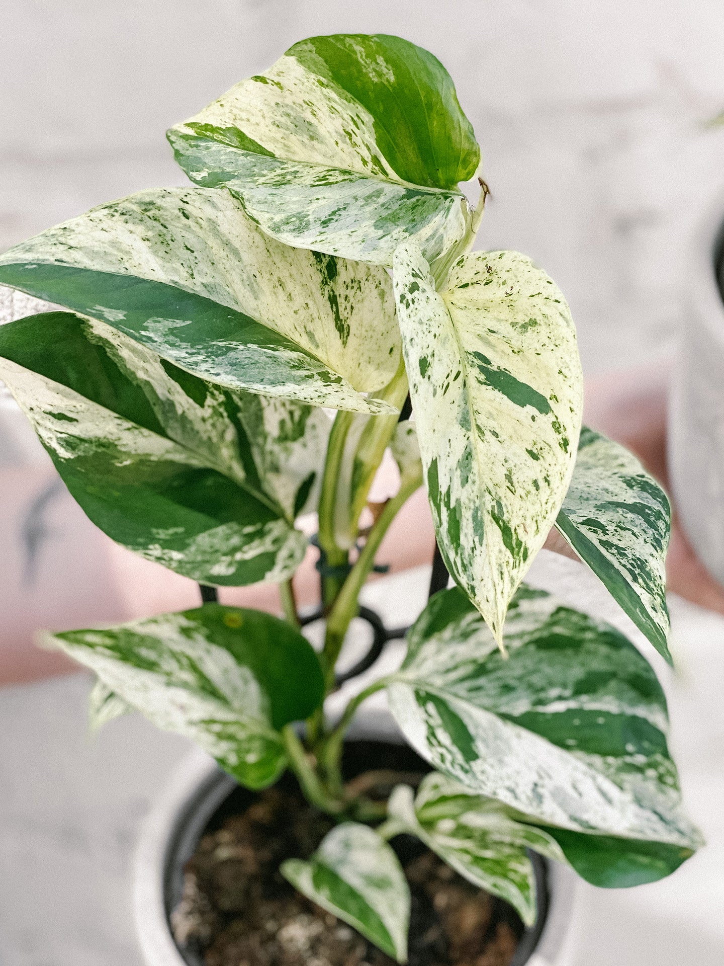 Marble Queen Ladder 120mm Plant Delivered Melbourne | Hello Blooms