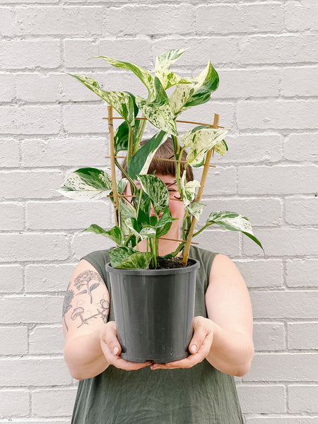 Marble Queen 170mm Plant Delivered Melbourne | Hello Blooms