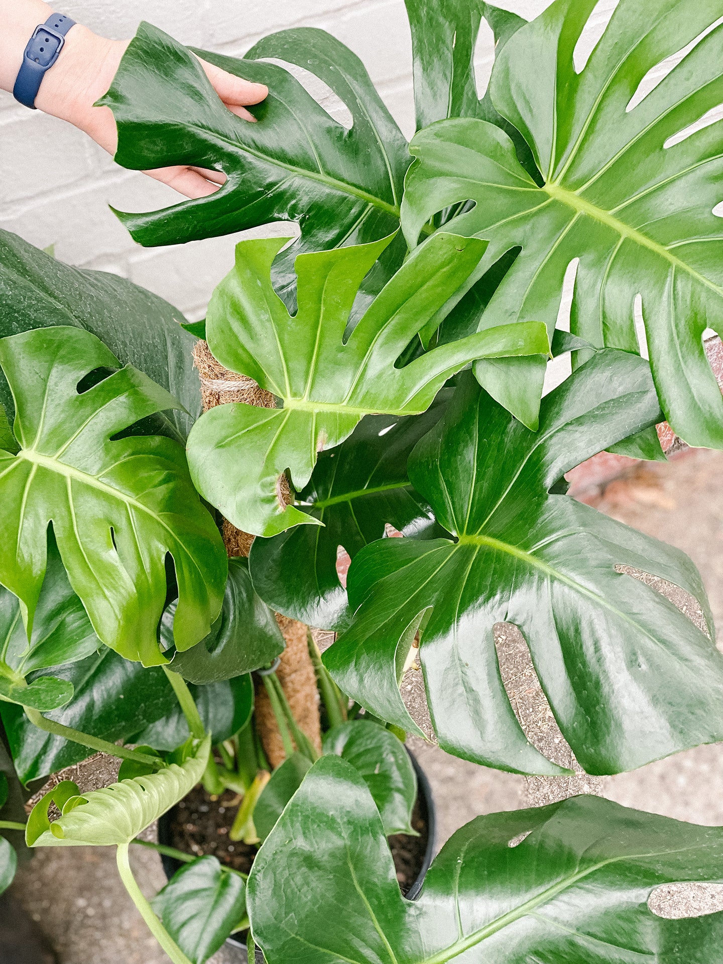 Monstera Deliciosa Totem 250mm | Plants Delivered | Hello Blooms