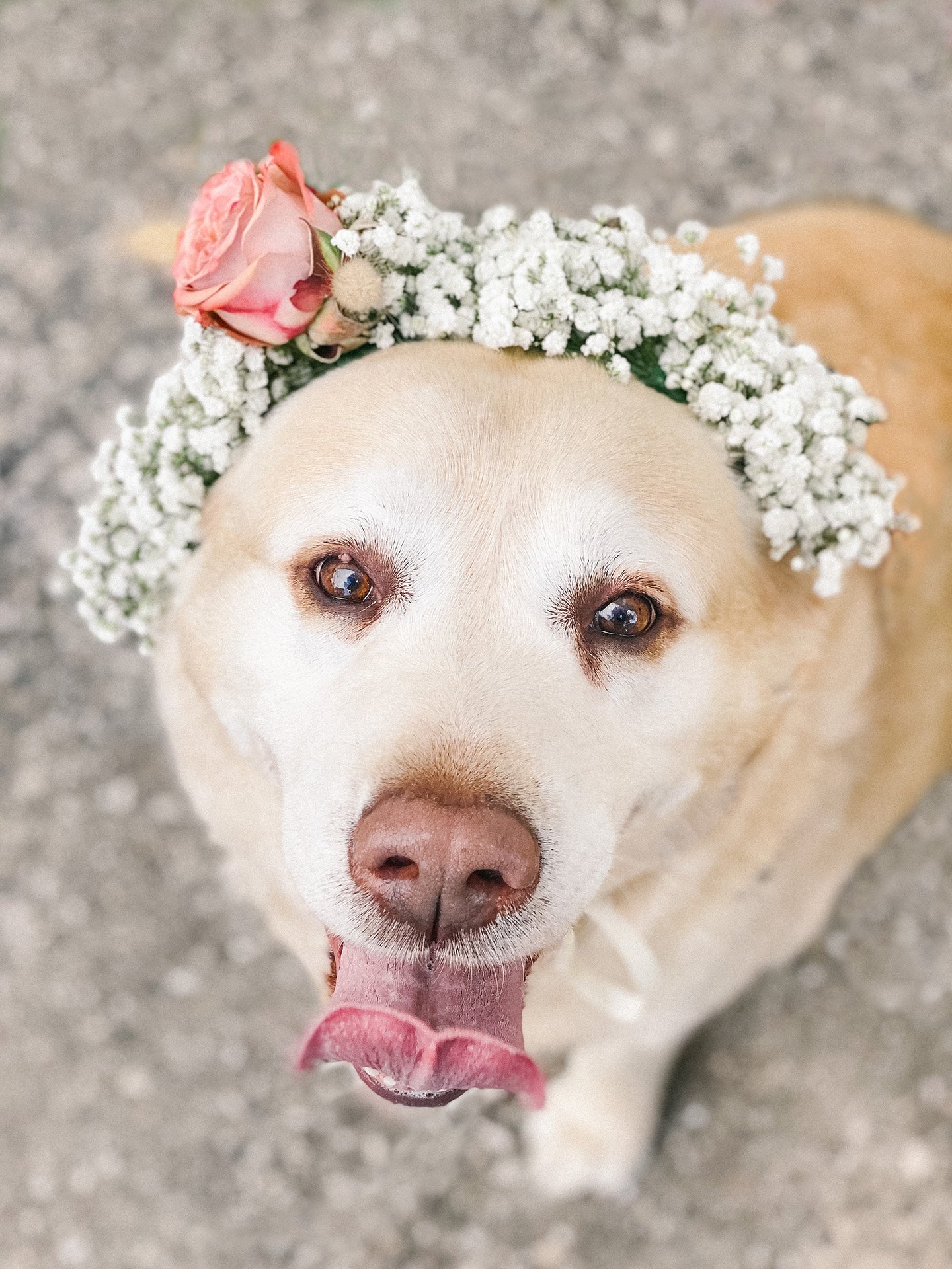 Pet Flower Crowns | Flowers Delivered | Hello Blooms Melbourne