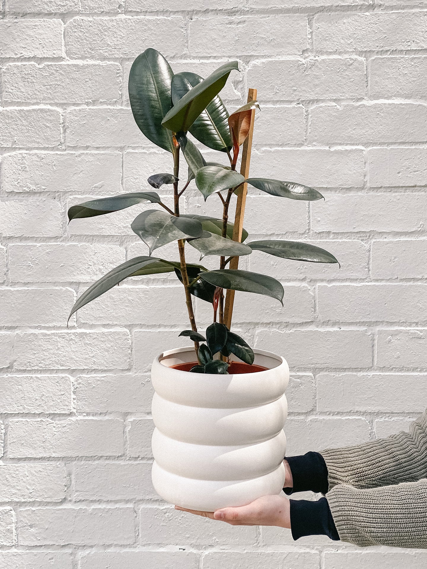 Plant: Rubber Plant 190mm & Pot | Plants Delivered | Hello Blooms Melbourne
