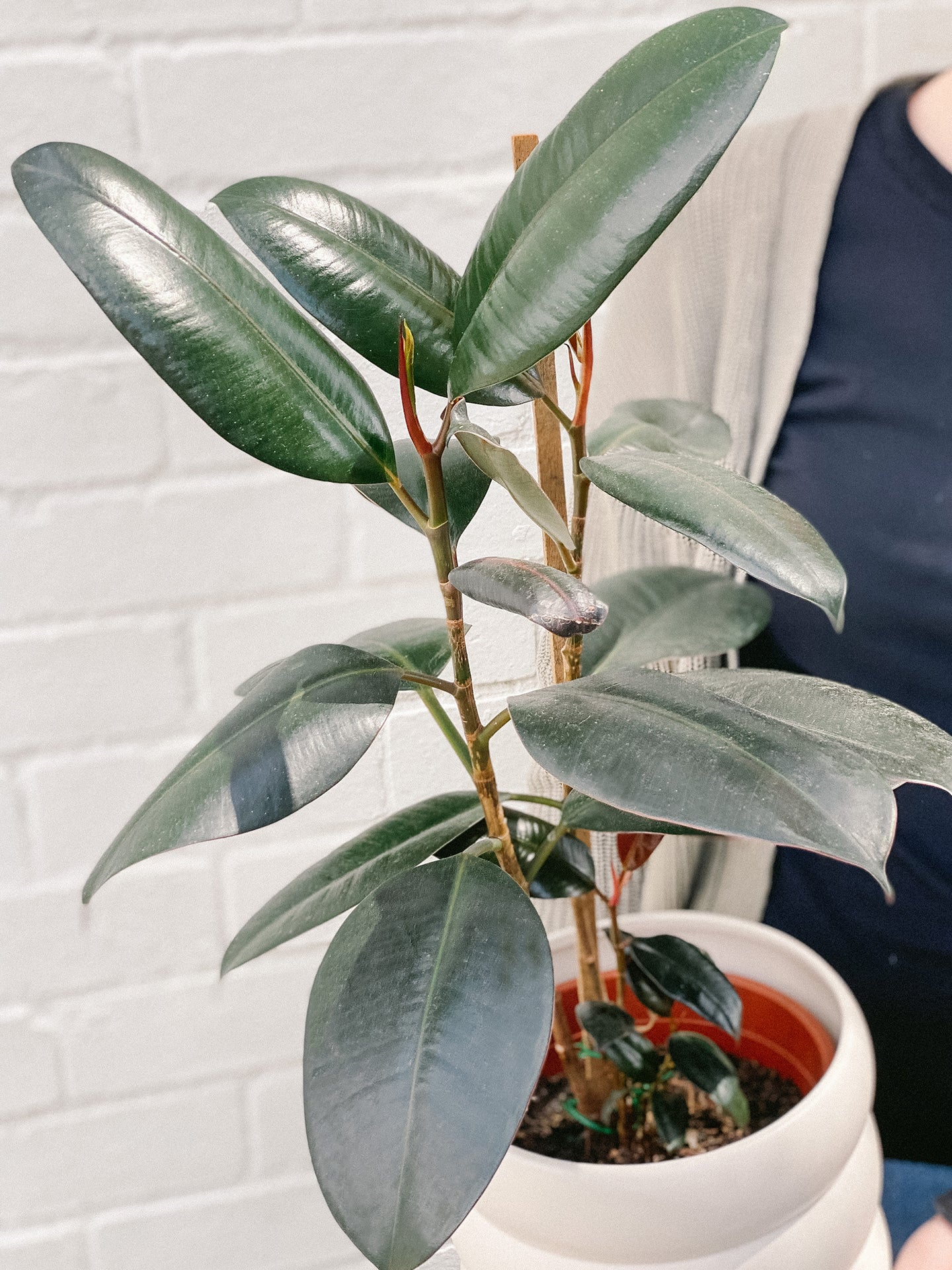 Plant: Rubber Plant 190mm & Pot | Plants Delivered | Hello Blooms Melbourne