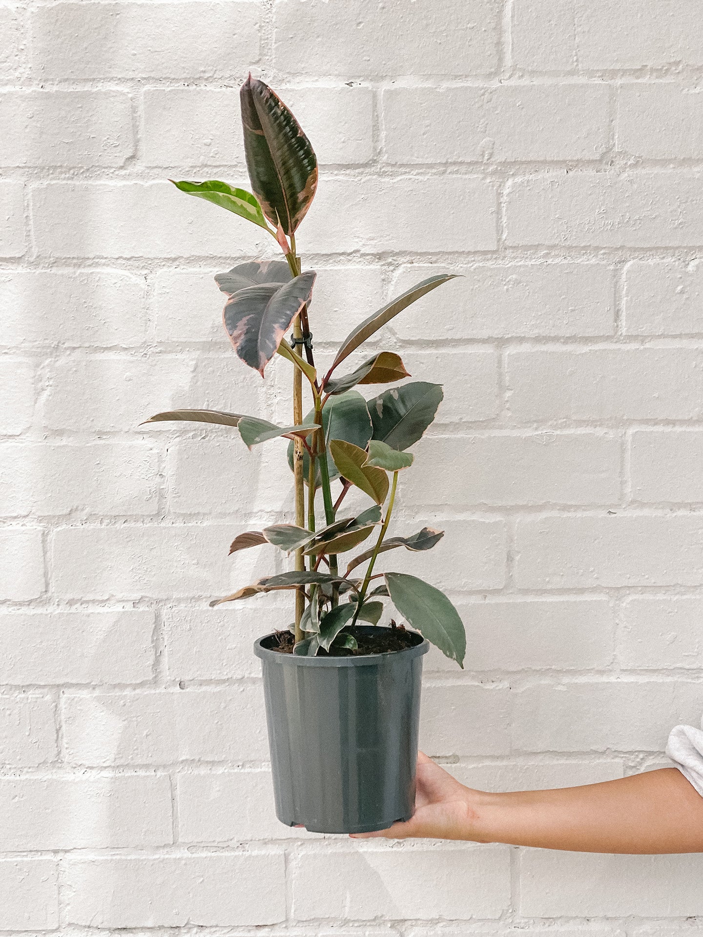 Ficus Elastica Ruby 170mm | Plant Delivery | Hello Blooms Melbourne