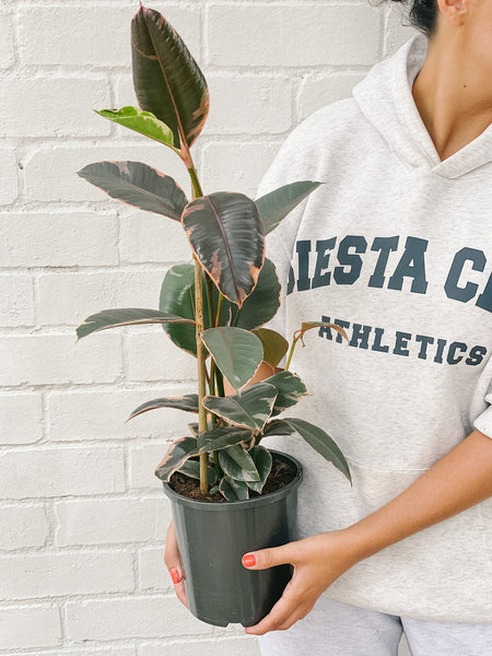 Ficus Elastica Ruby 170mm | Plant Delivery | Hello Blooms Melbourne