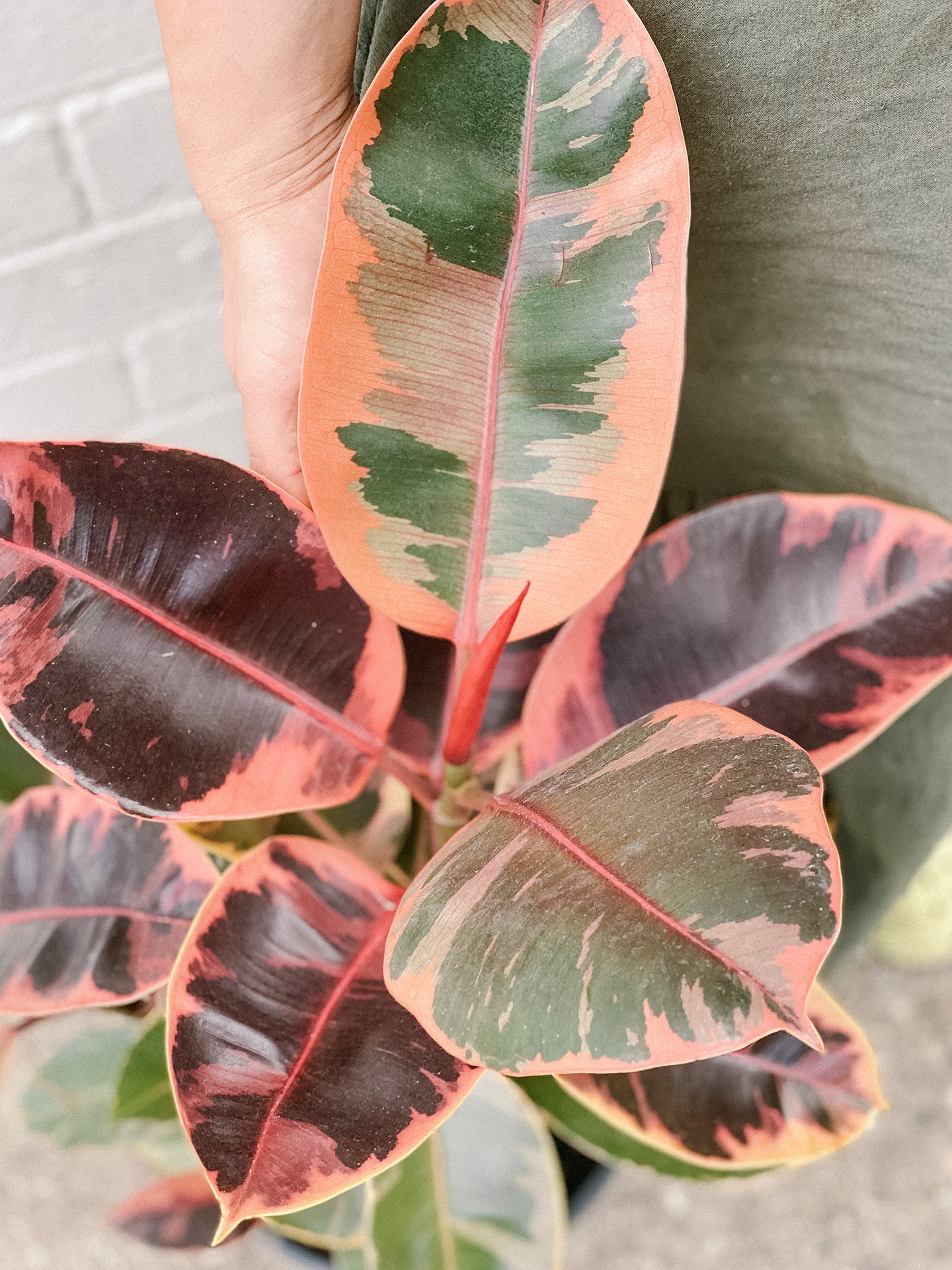 Ficus Elastica Ruby 240mm | Plant Delivery | Hello Blooms Melbourne