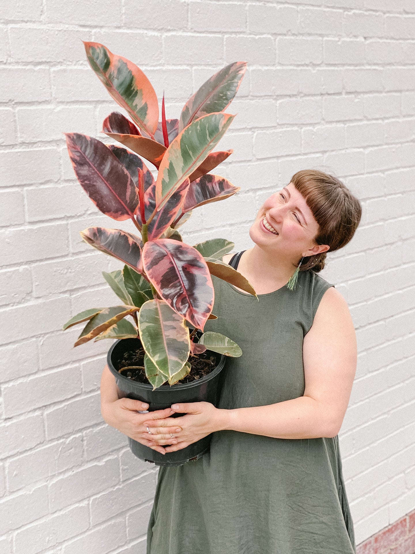 Ficus Elastica Ruby 240mm | Plant Delivery | Hello Blooms Melbourne