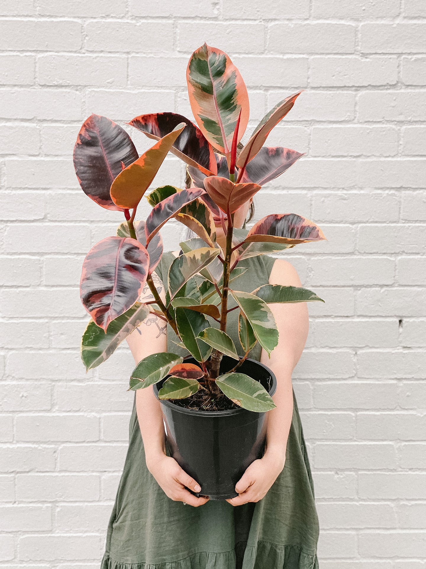 Ficus Elastica Ruby 240mm | Plant Delivery | Hello Blooms Melbourne
