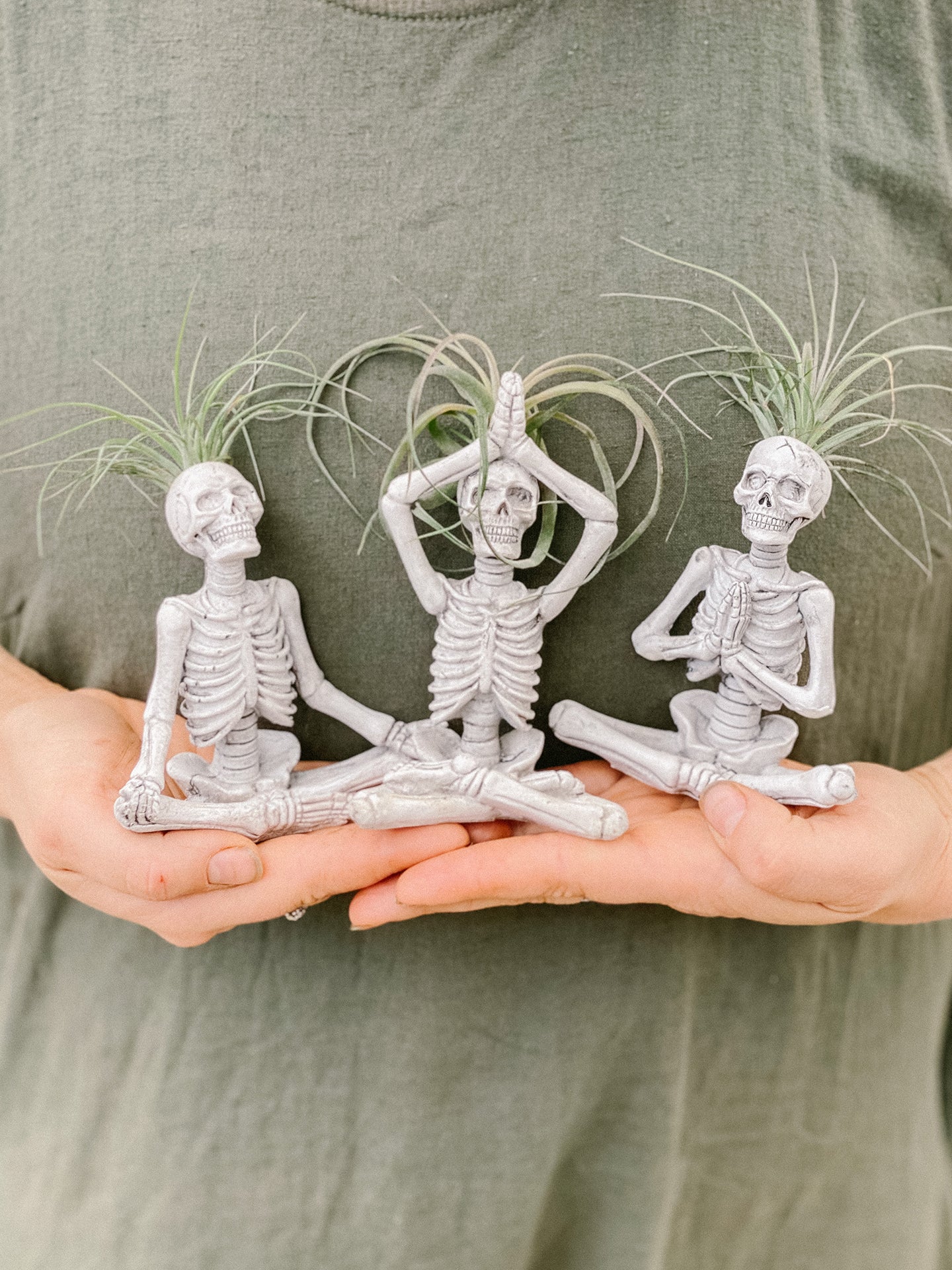 Skeleton Air Plant | Plants Delivered | Hello Blooms Melbourne
