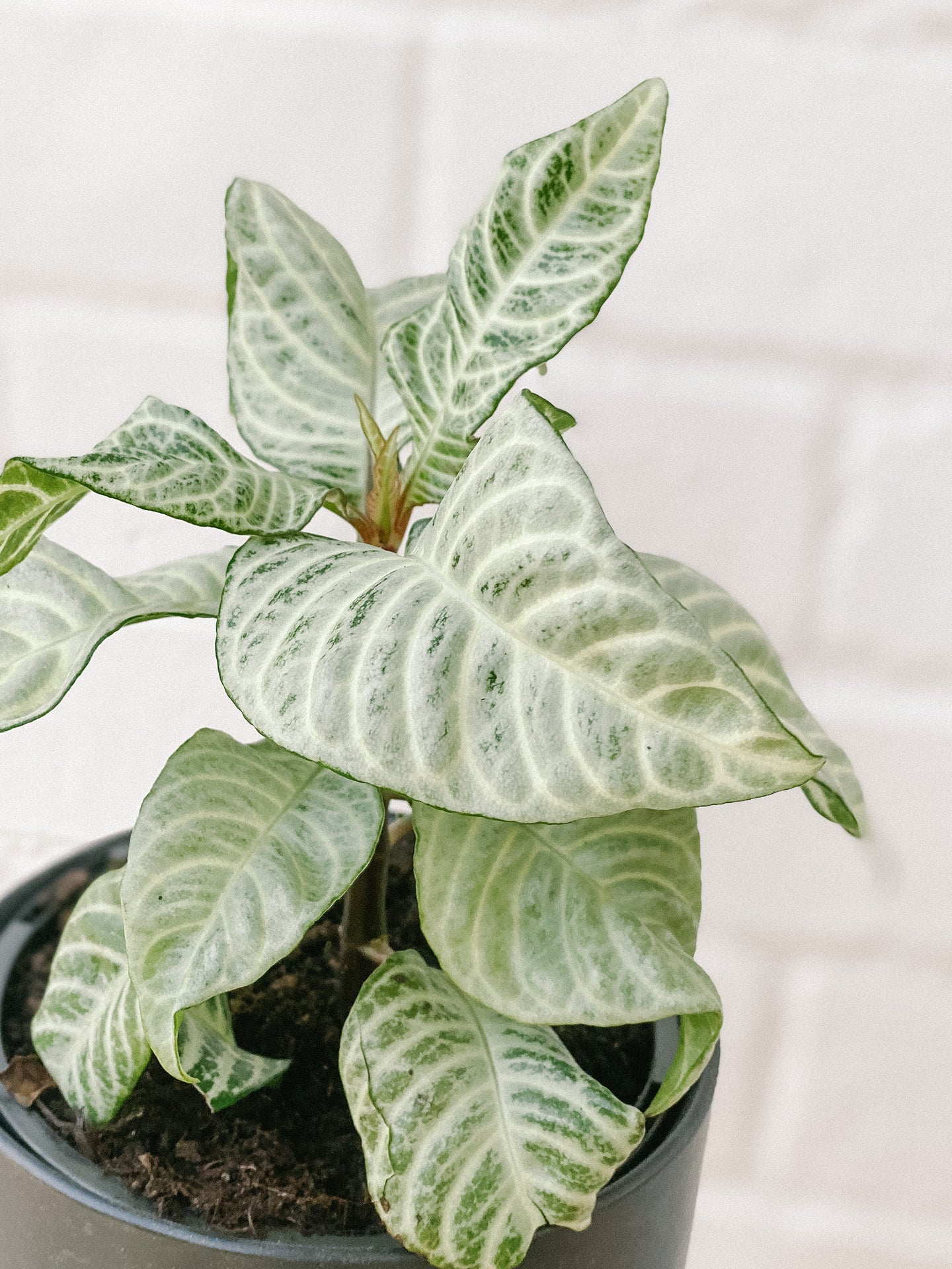 Plant: Snow White Plant 120mm & Pot | Plants Delivered | Hello Blooms