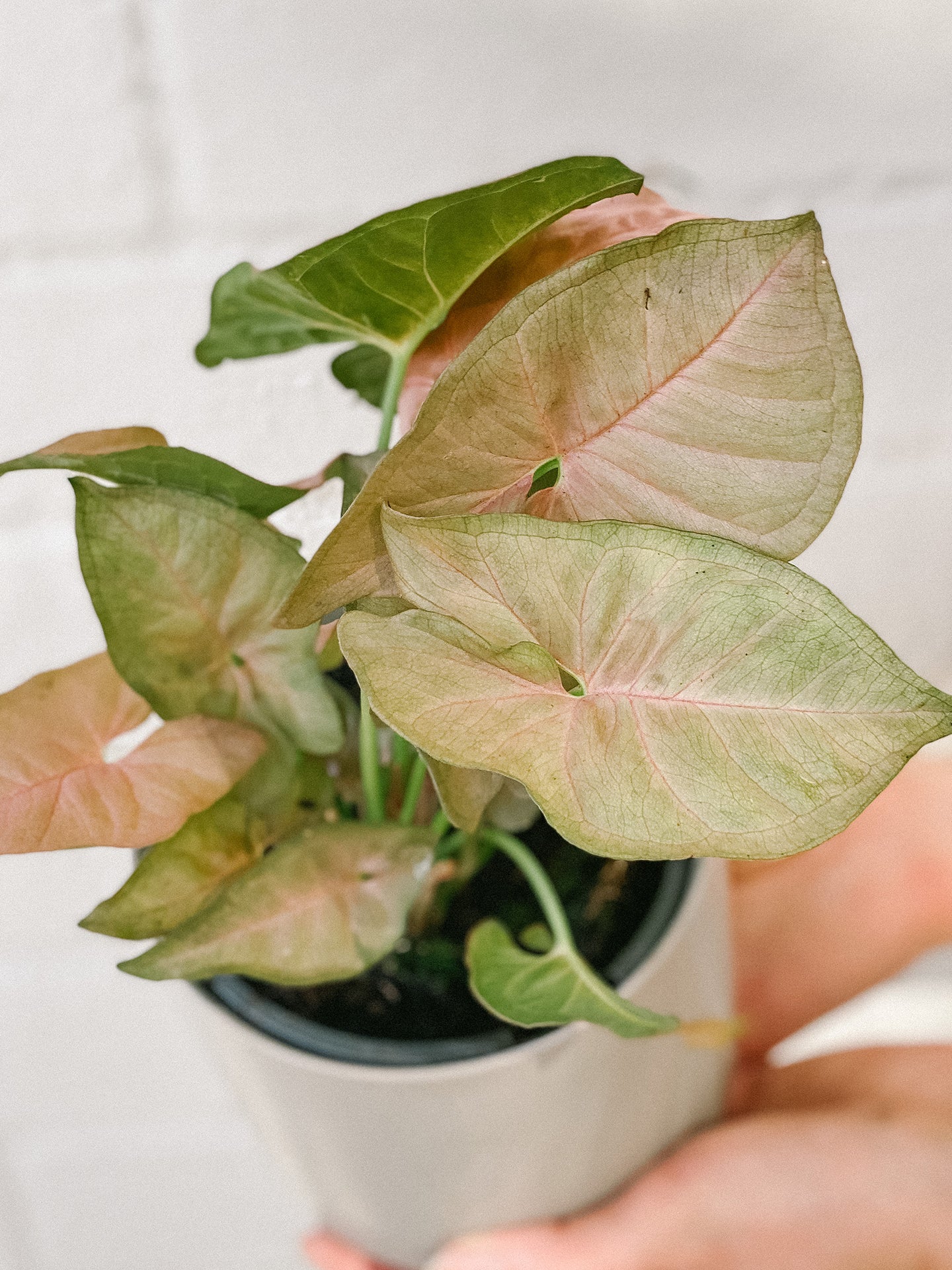 Neon Syngonium (120mm) | Plants Delivered | Hello Blooms Melbourne
