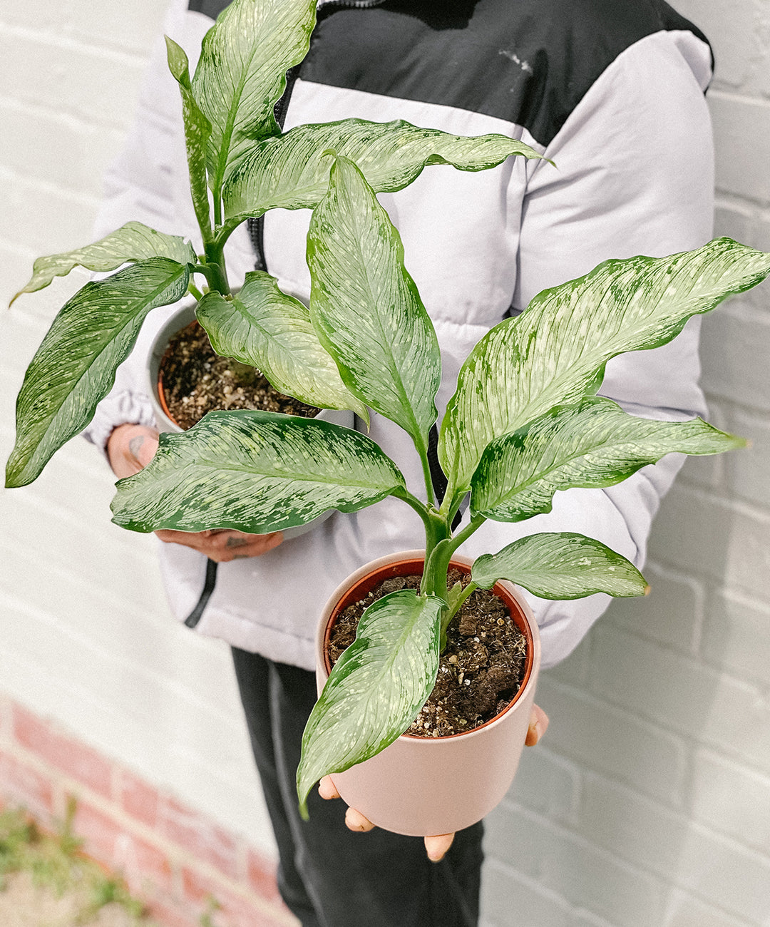 Plant: Dieffenbachia Tropical Tiki 120mm & Pot | Plants Delivered ...