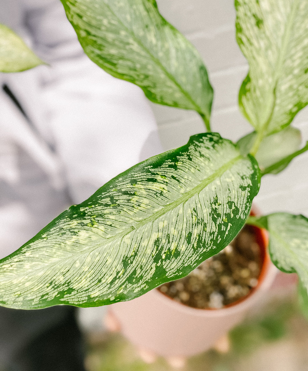Plant: Dieffenbachia Tropical Tiki 120mm & Pot | Plants Delivered ...