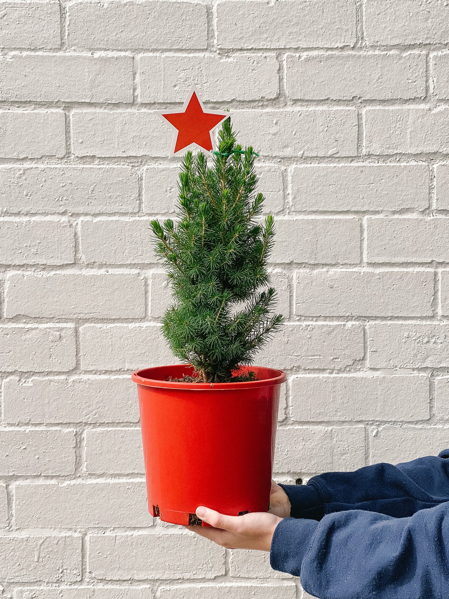 Mini Christmas Tree | Flowers Delivered | Hello Blooms